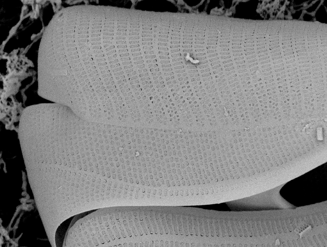 A new licmosphenioid, Licmophora complanate, from Majuro Atoll, Central ...