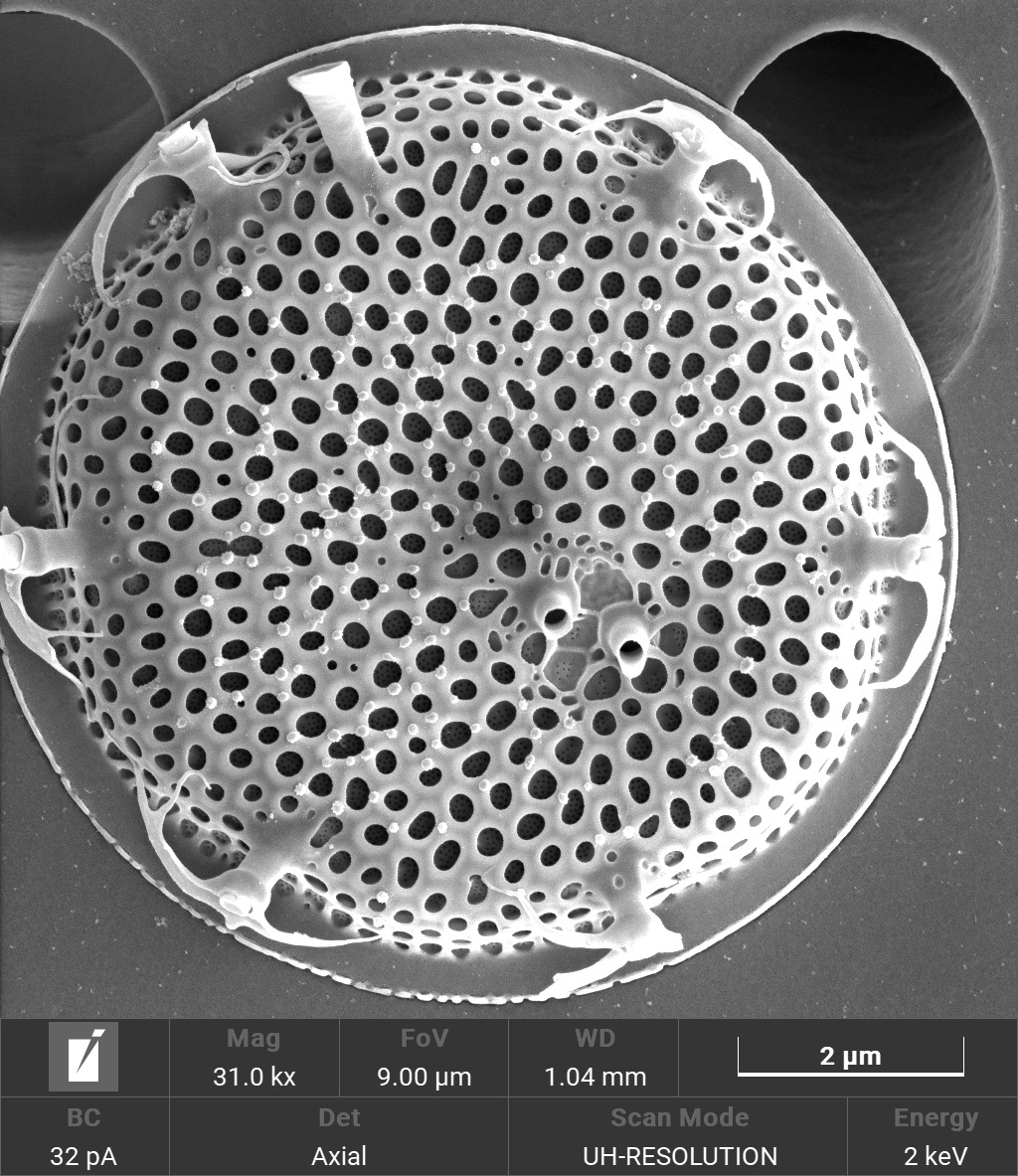 Luxor Pt sputter coater for high-resolution SEM imaging
